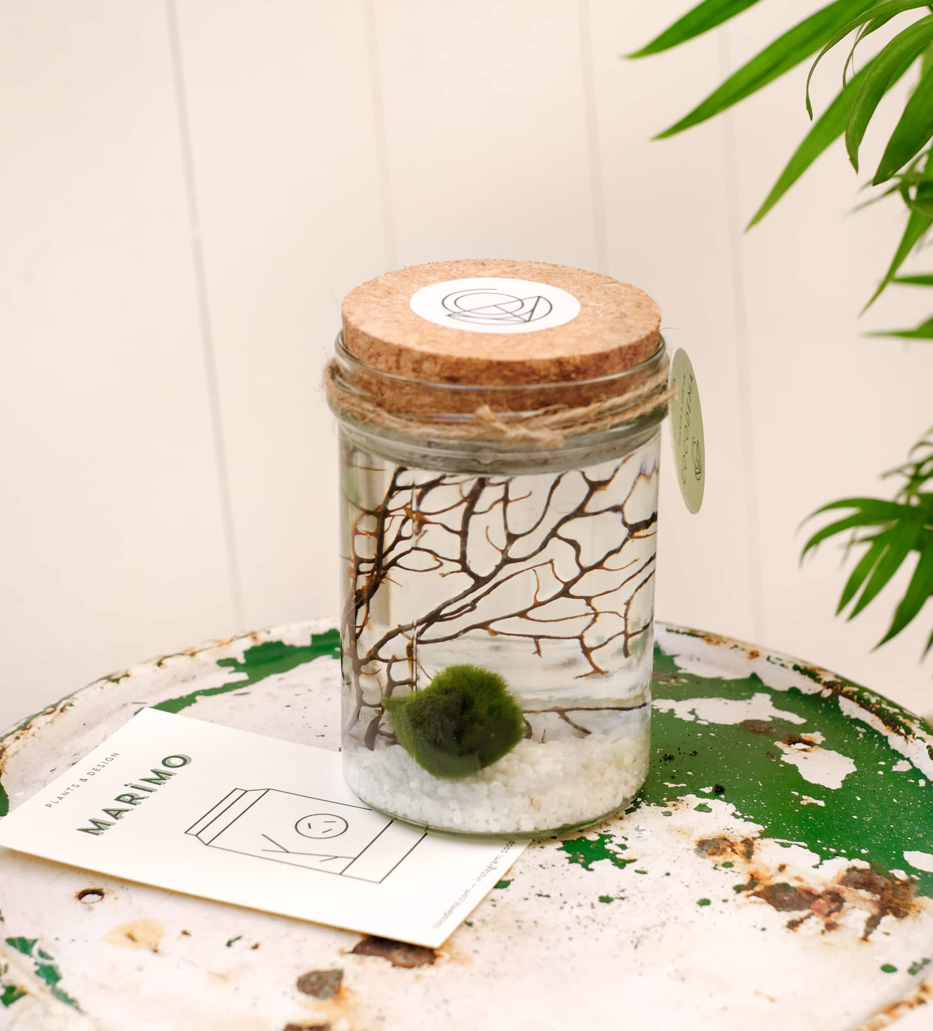 Marimo Jar | Yosun Topu